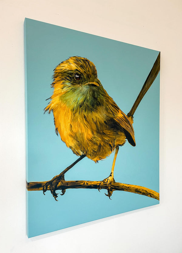 Australian Wren Study:Mallee Emu-wren - Geoffrey Carran