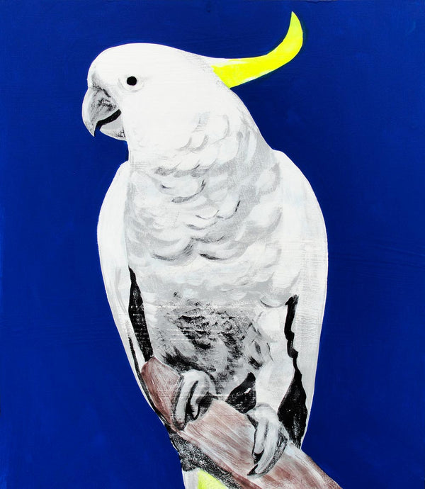Sulphur Crested Limited Edition Print - Geoffrey Carran